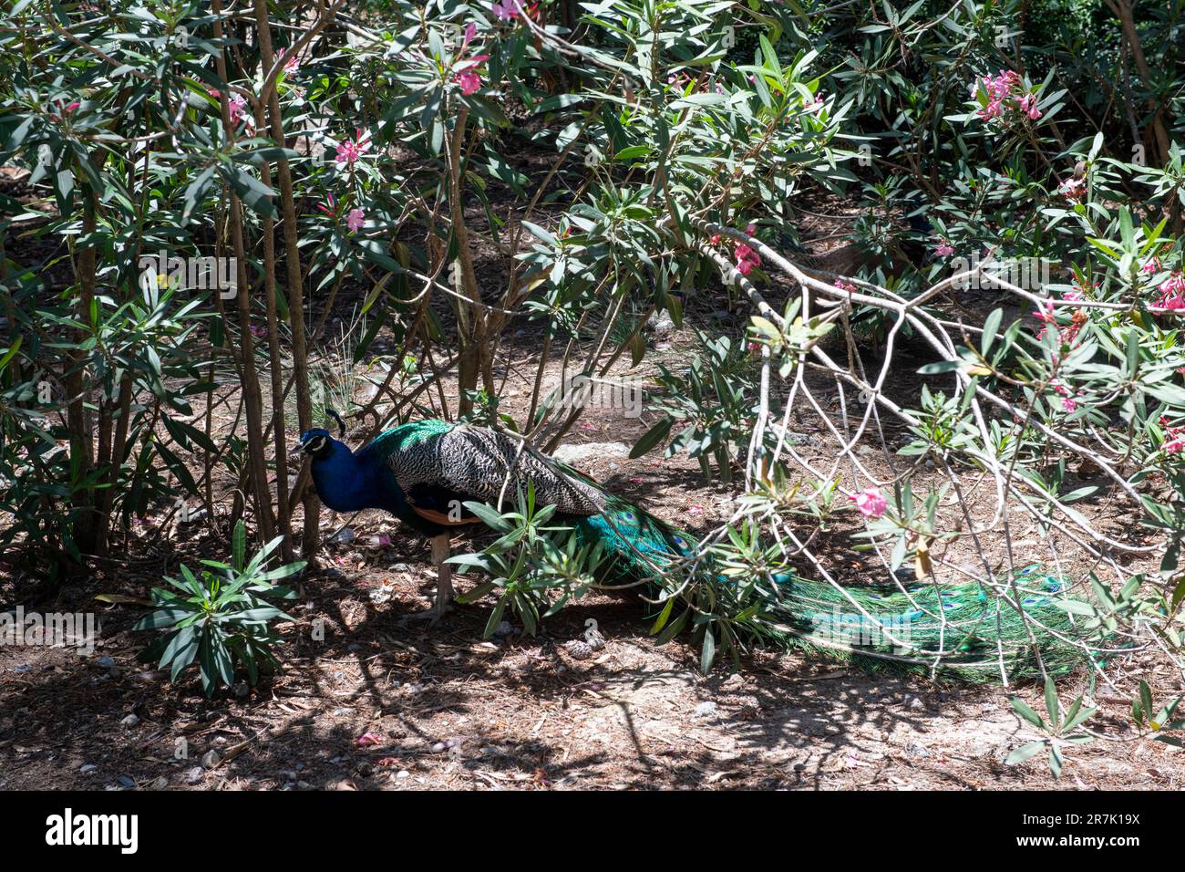 Peacocks in Plaka Forest on the Island of Kos Greece Europe EU Stock ...