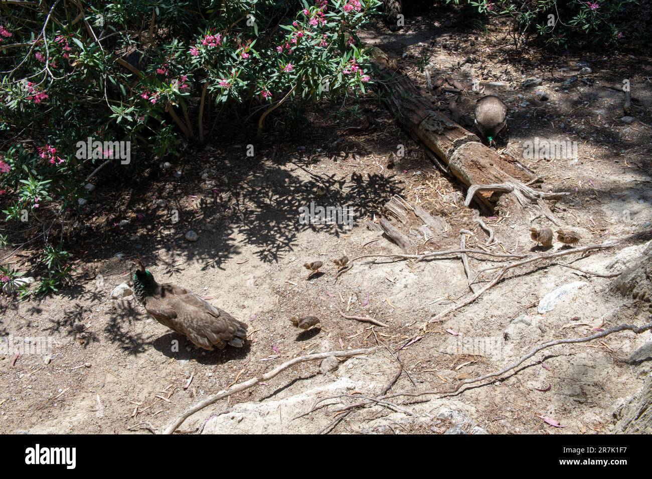 Peacocks and chicks in Plaka Forest on the Island of Kos Greece Europe ...