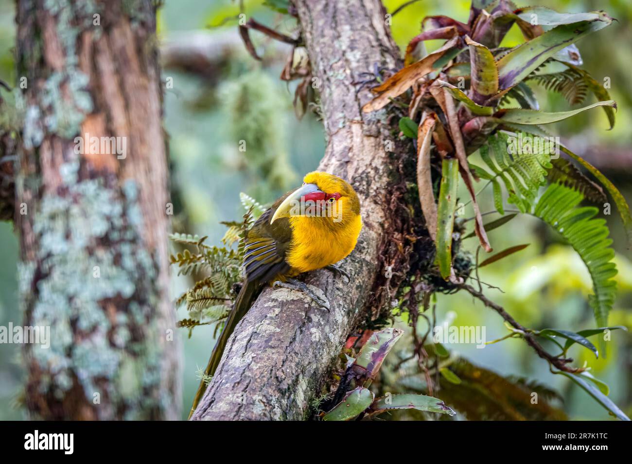 Saffron tree hi-res stock photography and images - Alamy