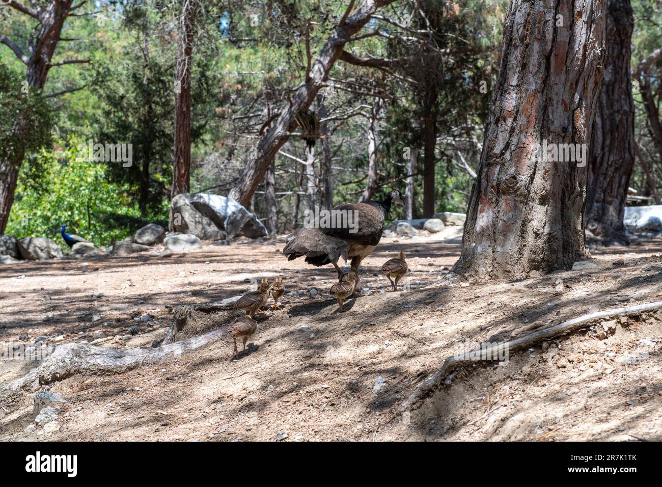 Peacocks and chicks in Plaka Forest on the Island of Kos Greece Europe ...