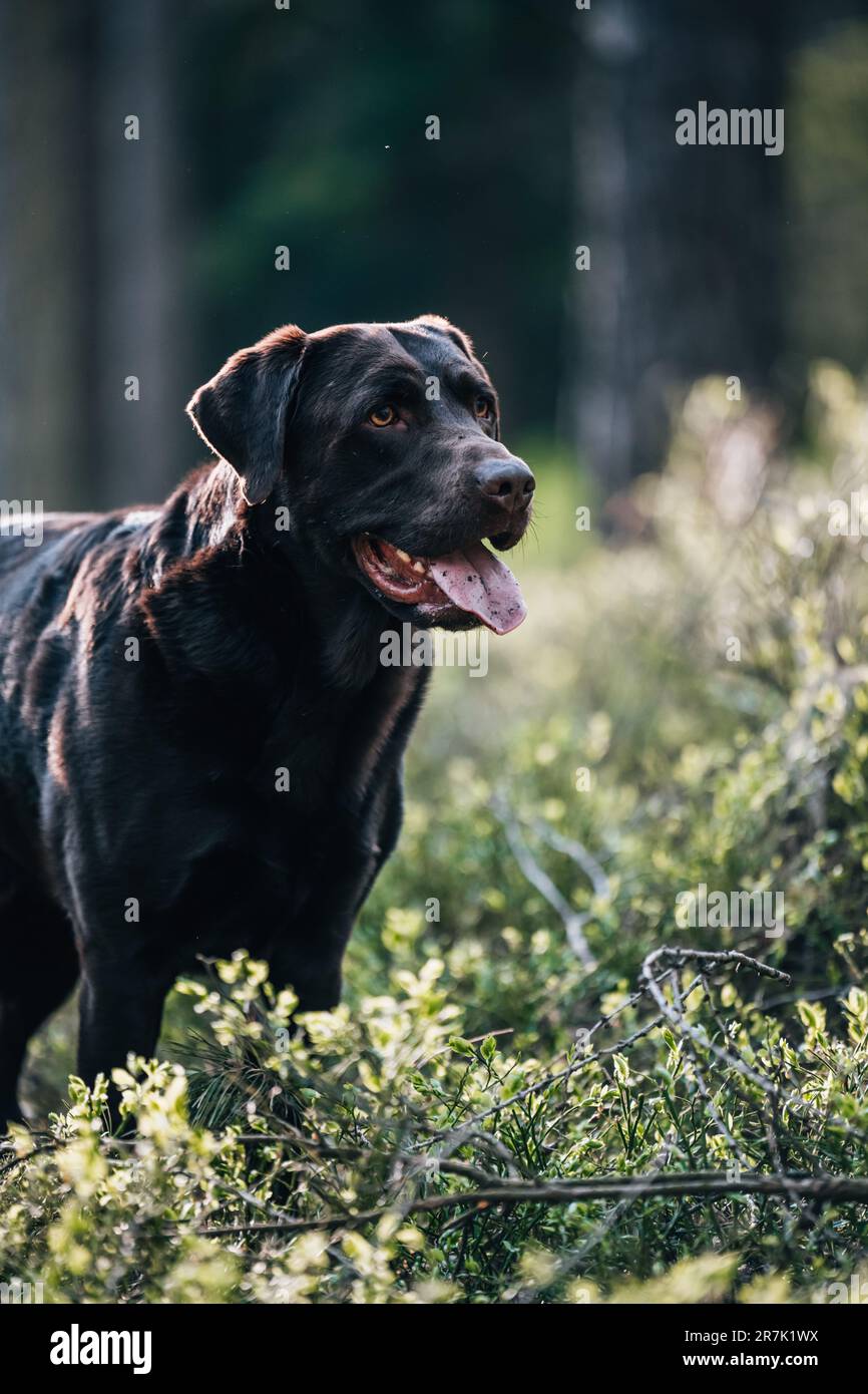 A black labrador in an outdoor setting surrounded by lush greenery ...