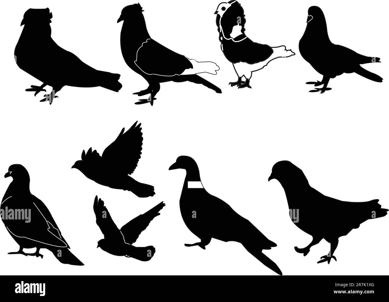 pigeons illustration collection - vector Stock Vector Image & Art - Alamy