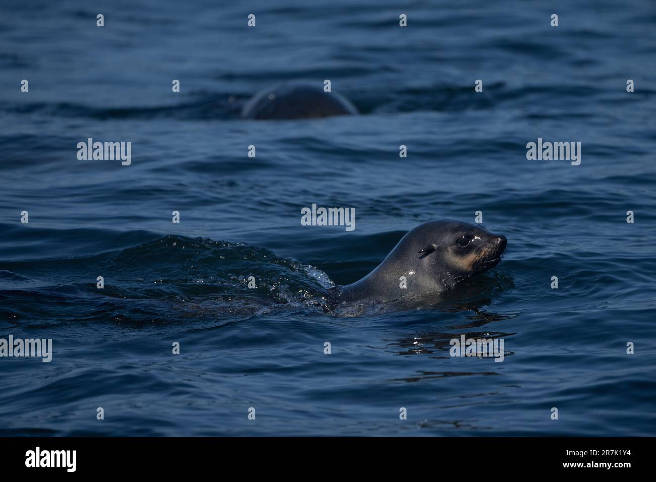 A colony of the brown fur seal (Arctocephalus pusillus), also known as ...