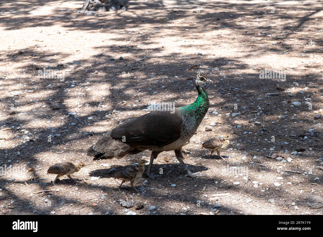 Peacocks and chicks in Plaka Forest on the Island of Kos Greece Europe ...