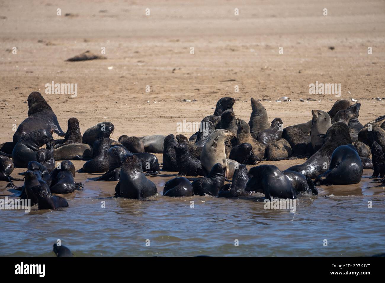 A colony of the brown fur seal (Arctocephalus pusillus), also known as ...