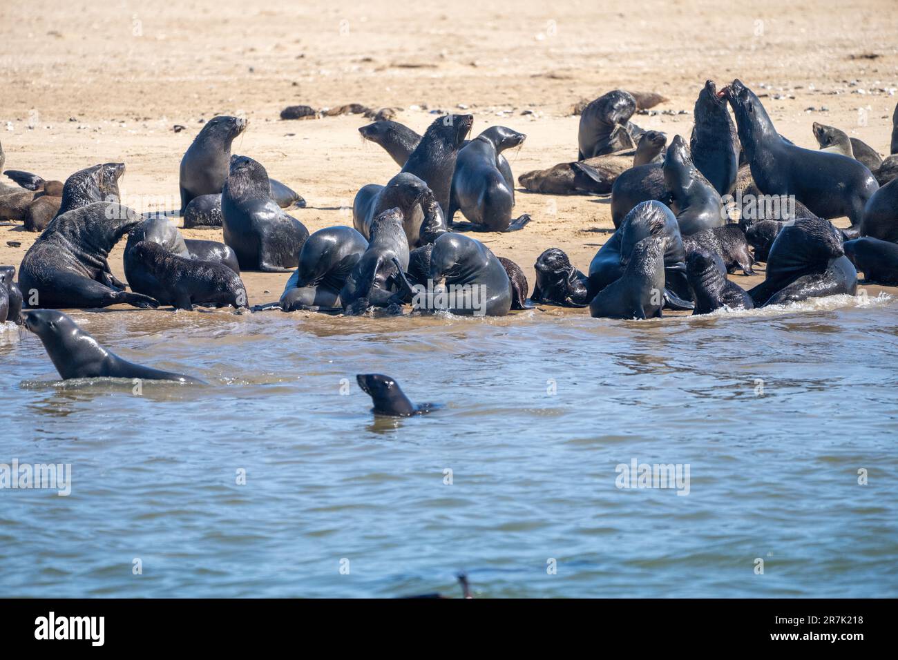 A colony of the brown fur seal (Arctocephalus pusillus), also known as ...