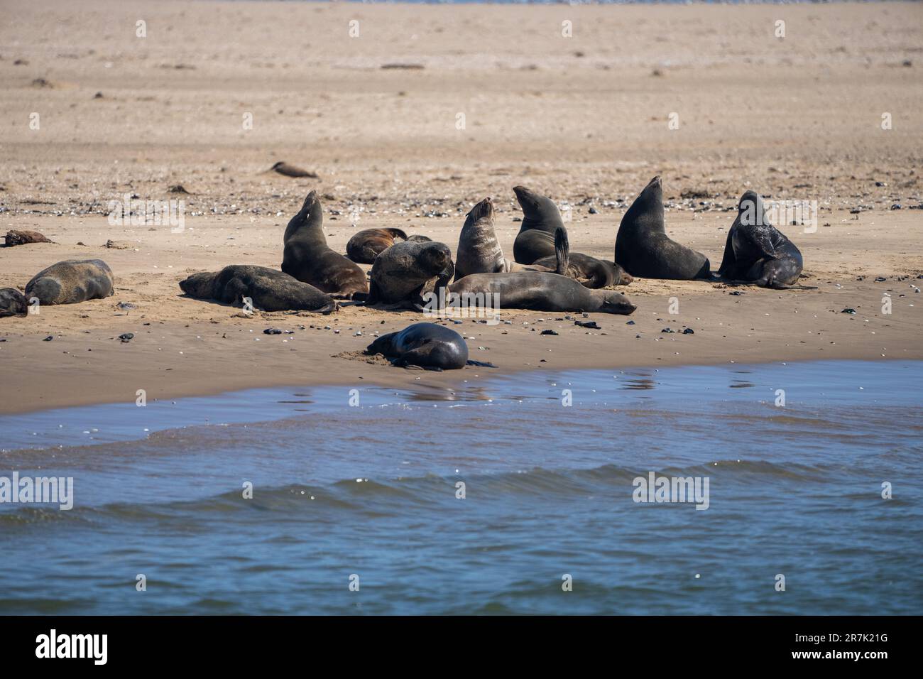 A colony of the brown fur seal (Arctocephalus pusillus), also known as ...