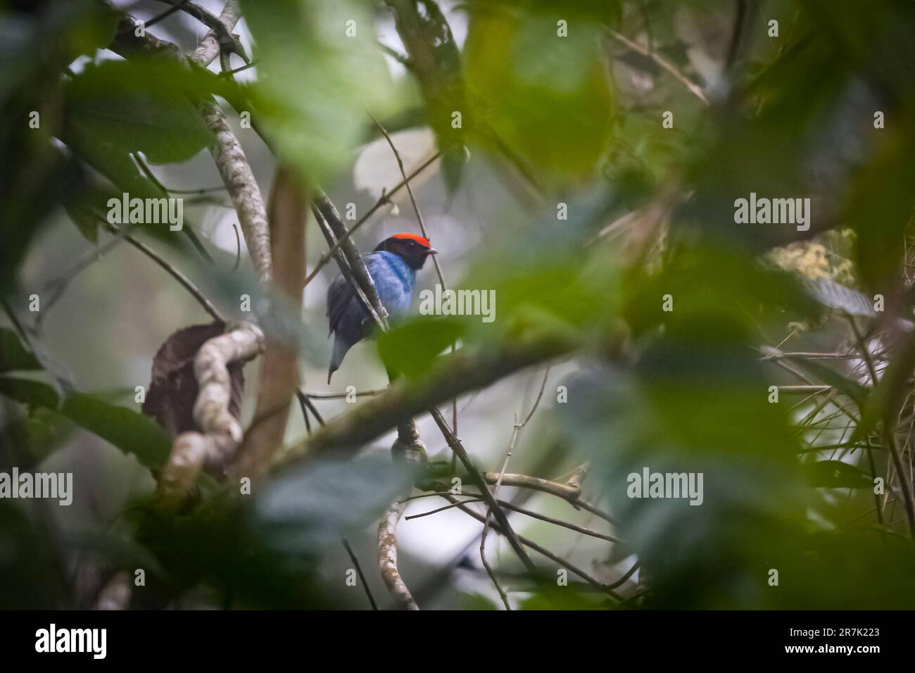 View through leafage to a beautiful Blue manakin, Serra da Mantiqueira ...