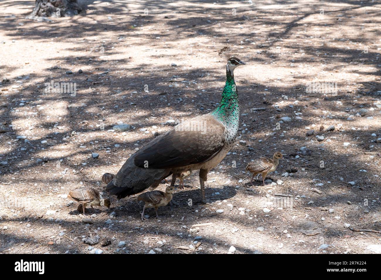 Peacocks and chicks in Plaka Forest on the Island of Kos Greece Europe ...