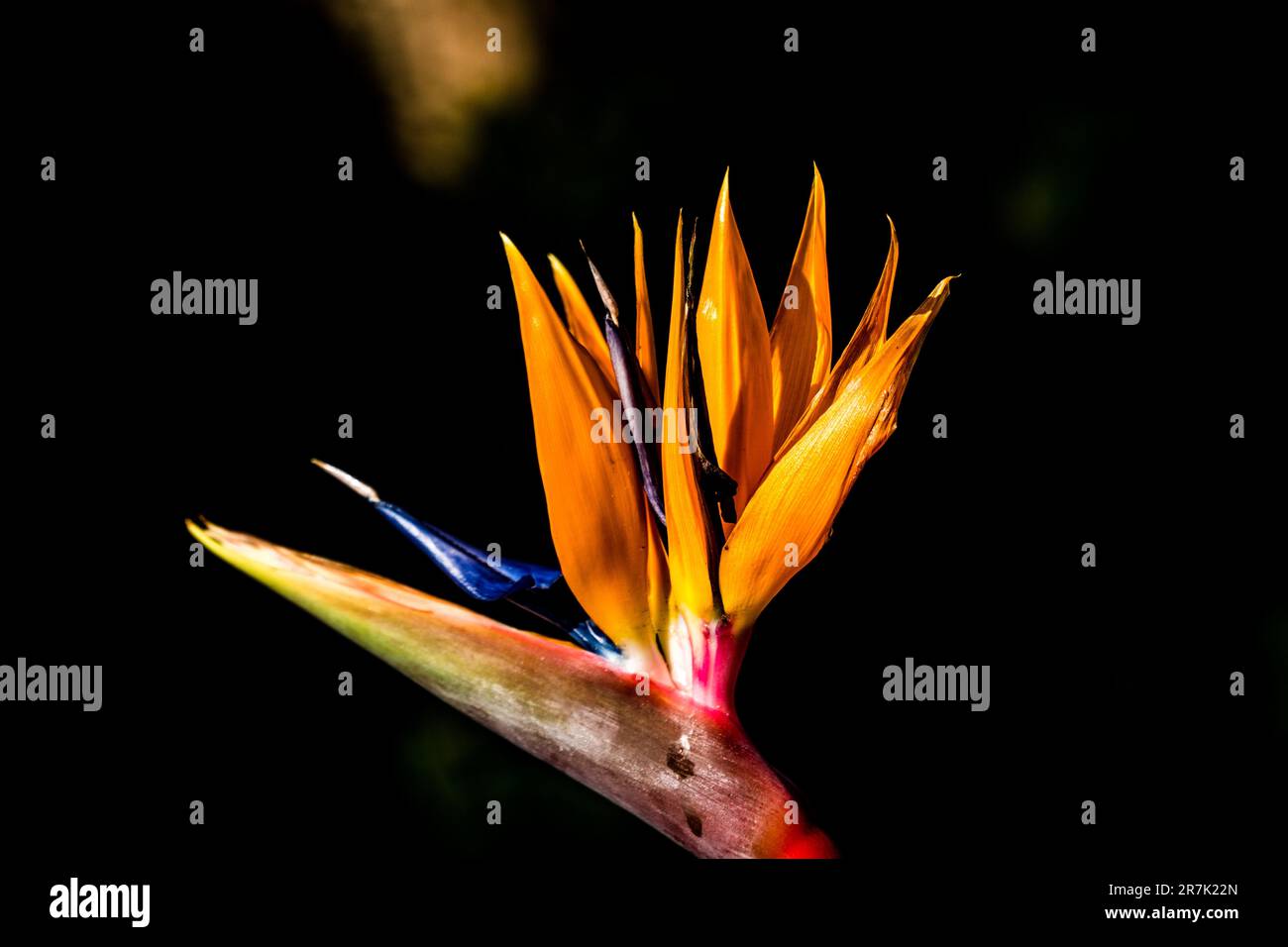 A vibrant crane flower isolated on a black background. Strelitzia ...