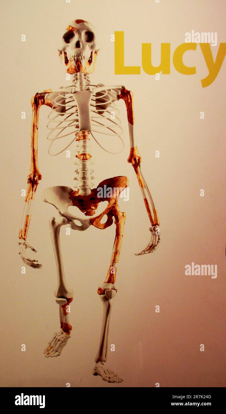 Ethiopia, Addis Ababa, the National Museum, Lucy is a collection of ...