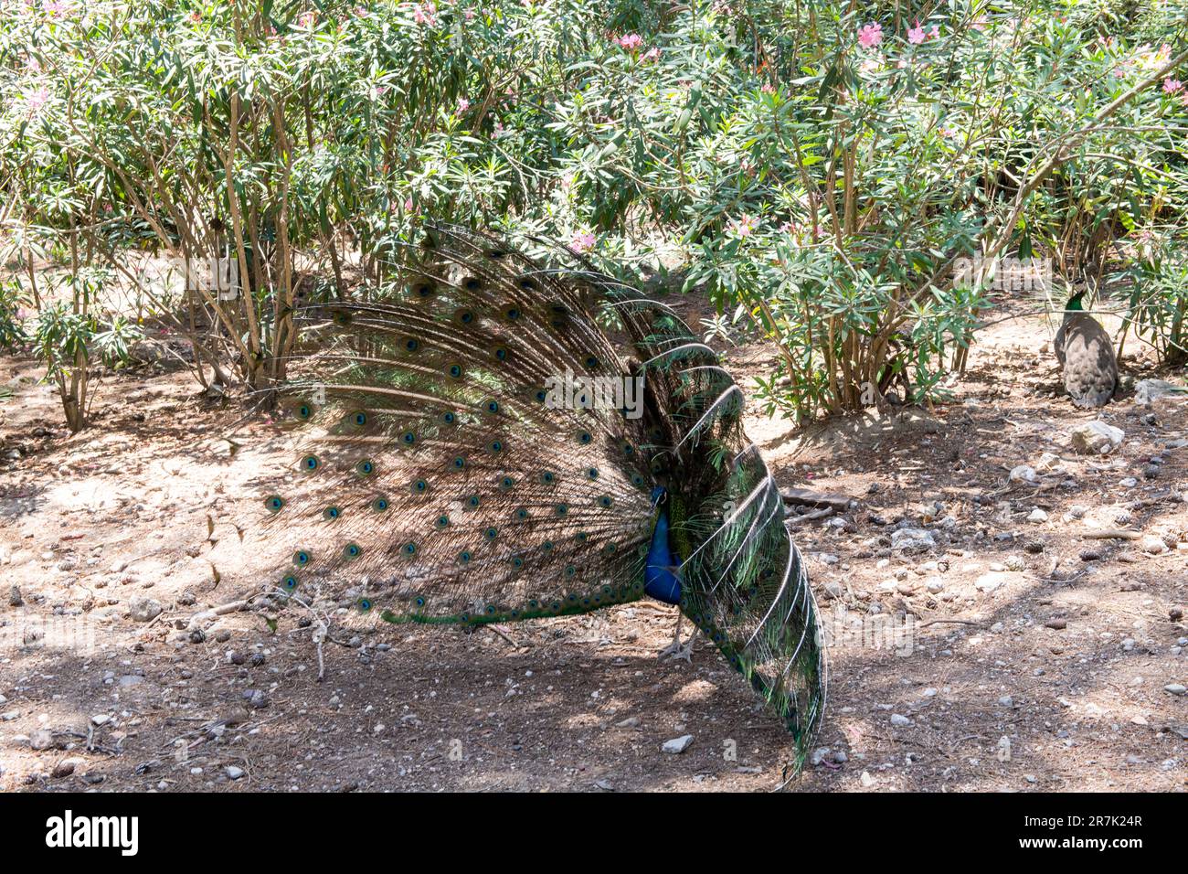 Peacocks in Plaka Forest on the Island of Kos Greece Europe EU Stock ...