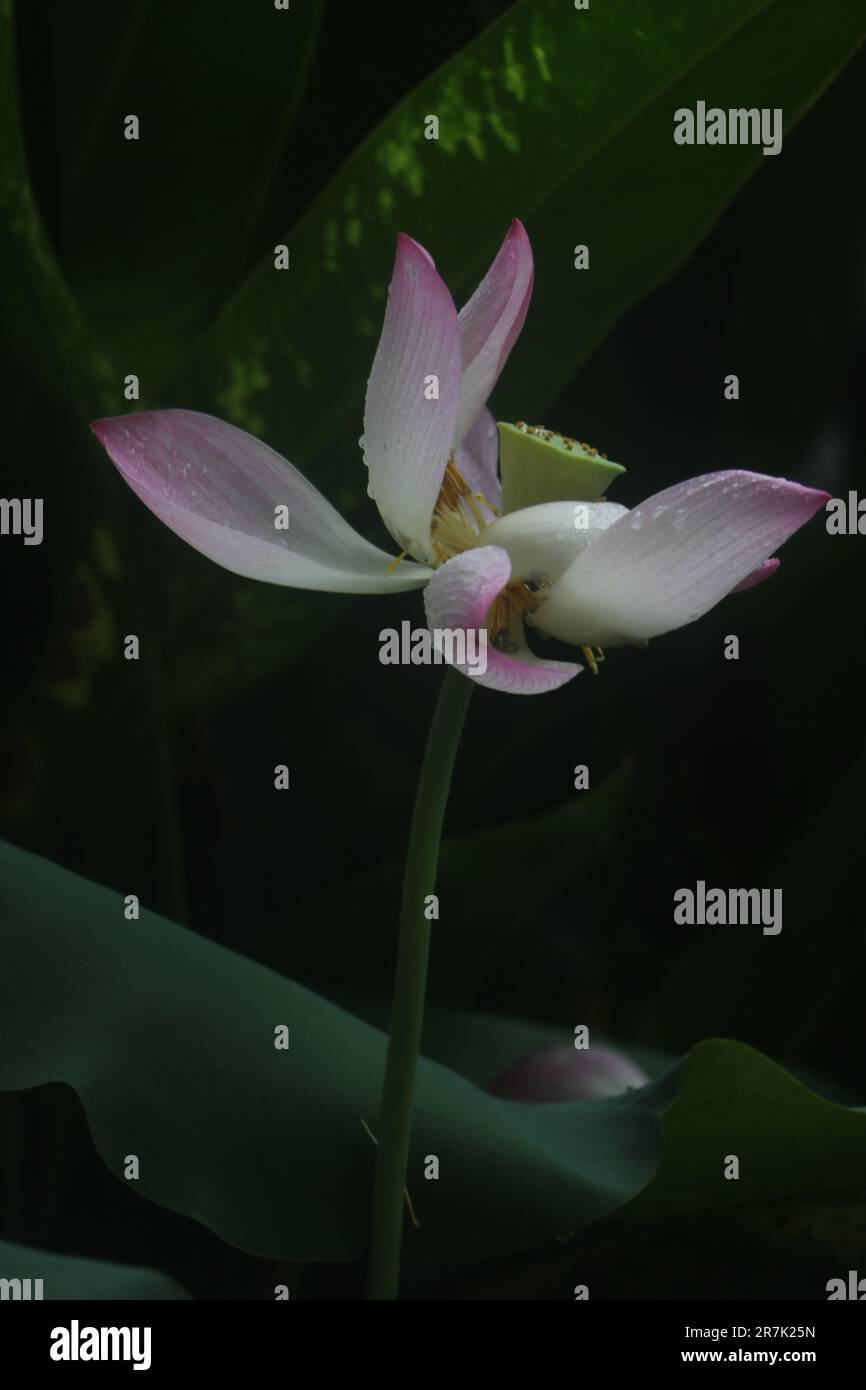 A vibrant Nut-bearing lotus (Nelumbo nucifera) flower surrounded by ...