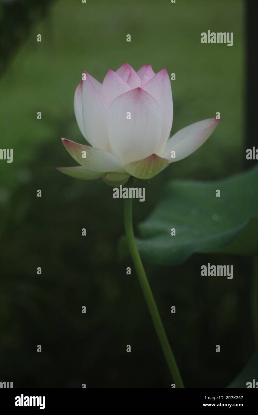 A vibrant Nut-bearing lotus (Nelumbo nucifera) flower surrounded by ...