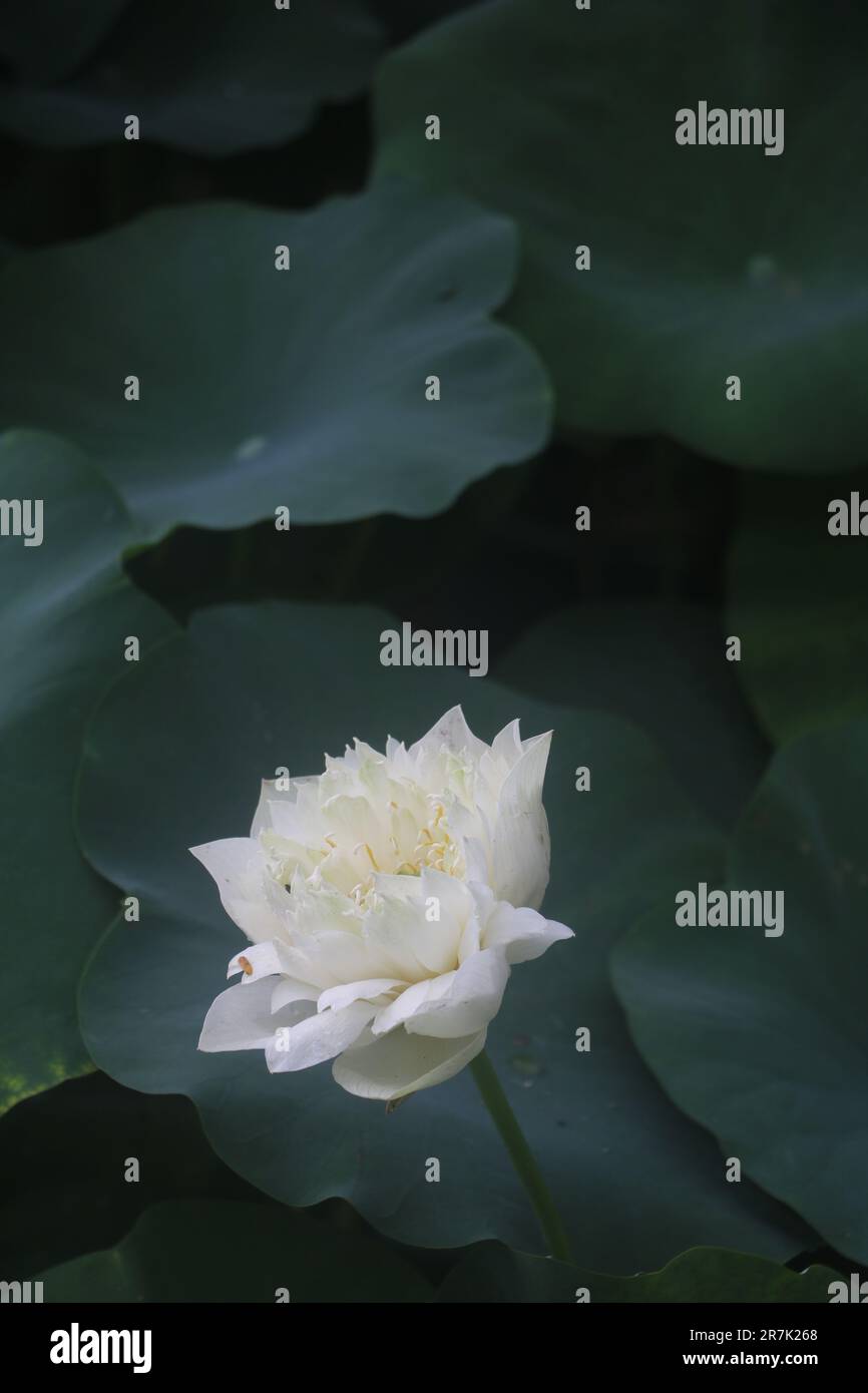 A vibrant Nut-bearing lotus (Nelumbo nucifera) flower surrounded by ...