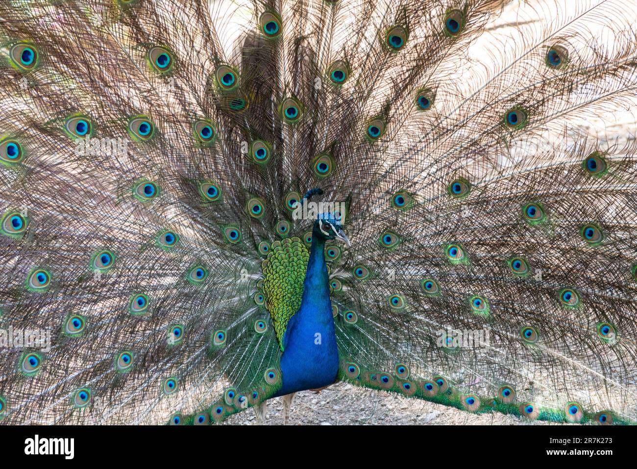Peacocks in Plaka Forest on the Island of Kos Greece Europe EU Stock ...
