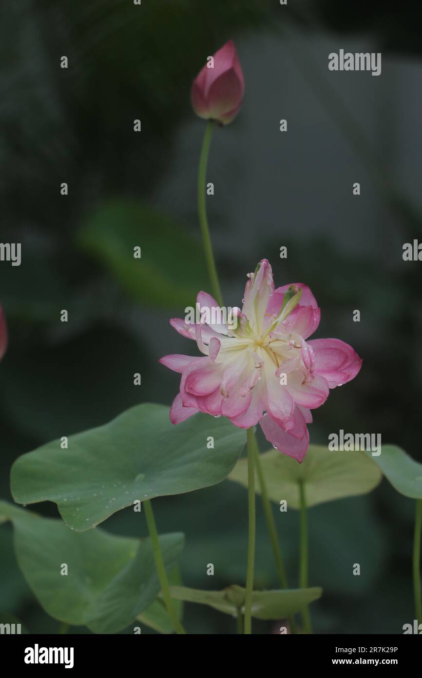 A vibrant pink Nut-bearing lotus (Nelumbo nucifera) flower surrounded ...