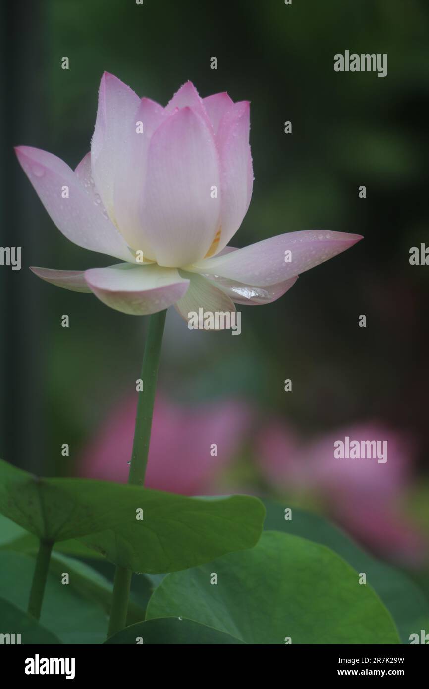 A vibrant Nut-bearing lotus (Nelumbo nucifera) flower surrounded by ...