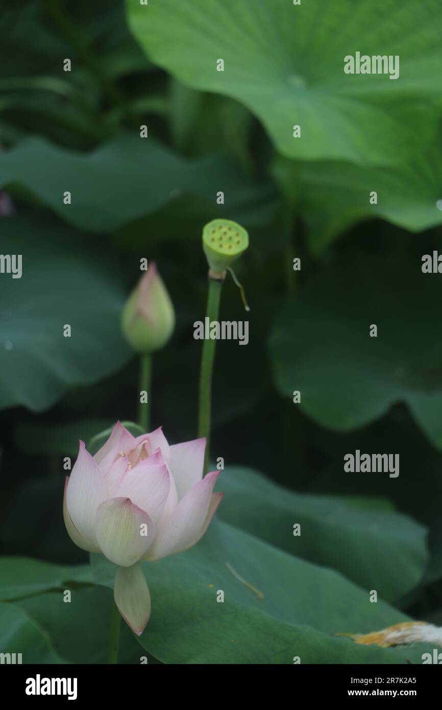 A vibrant Nut-bearing lotus (Nelumbo nucifera) flower surrounded by ...