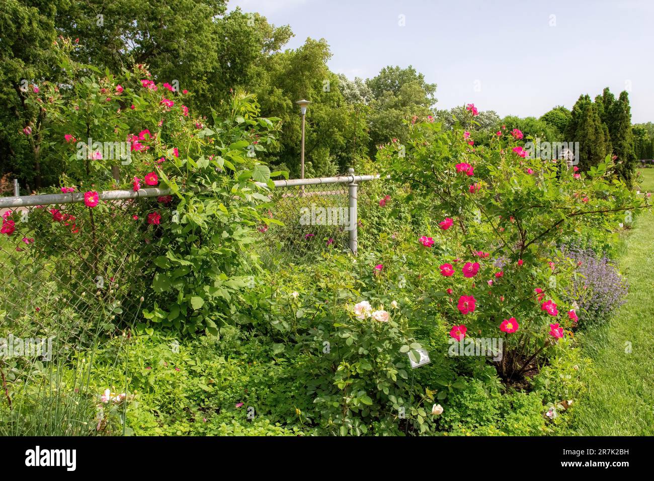 Pink and white roses growing along the fenceline on a spring day at ...