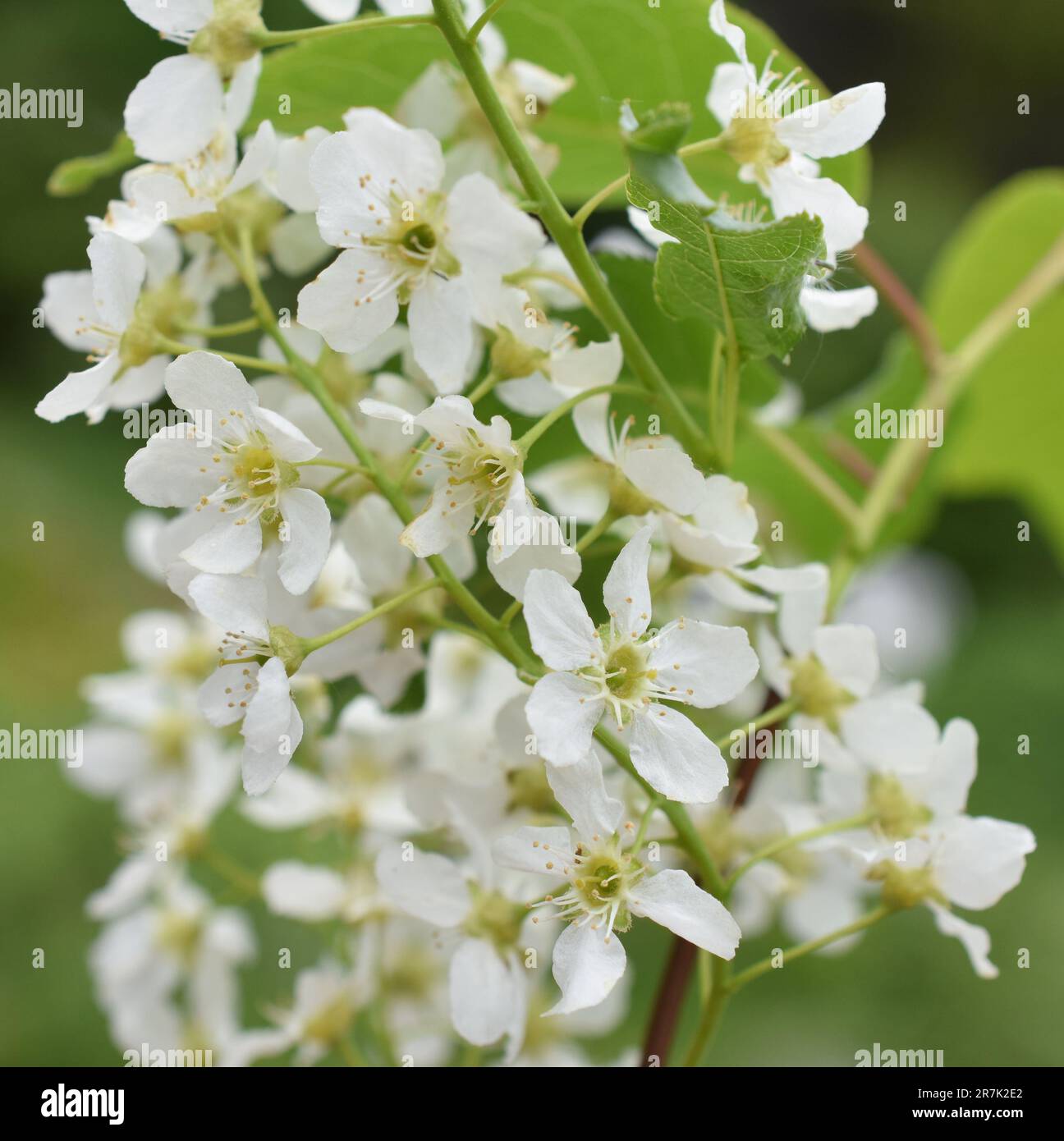 Close up on bird cherry tree Prunus padus flowering white flowers in ...