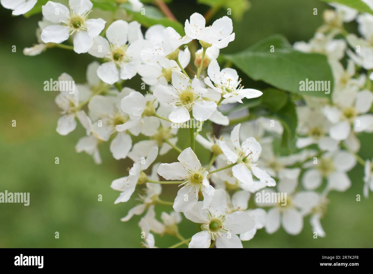 Close up on bird cherry tree Prunus padus flowering white flowers in ...