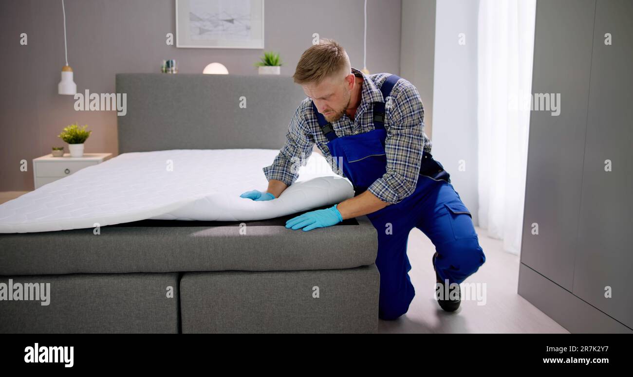 Bed Bug Infestation And Treatment Service. Bugs Extermination Stock ...