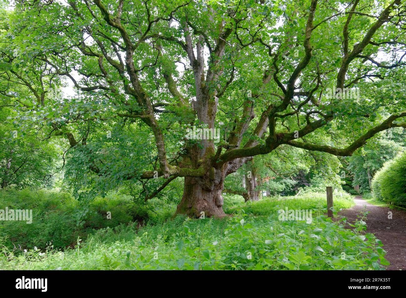 Macbeth ancient hi-res stock photography and images - Alamy