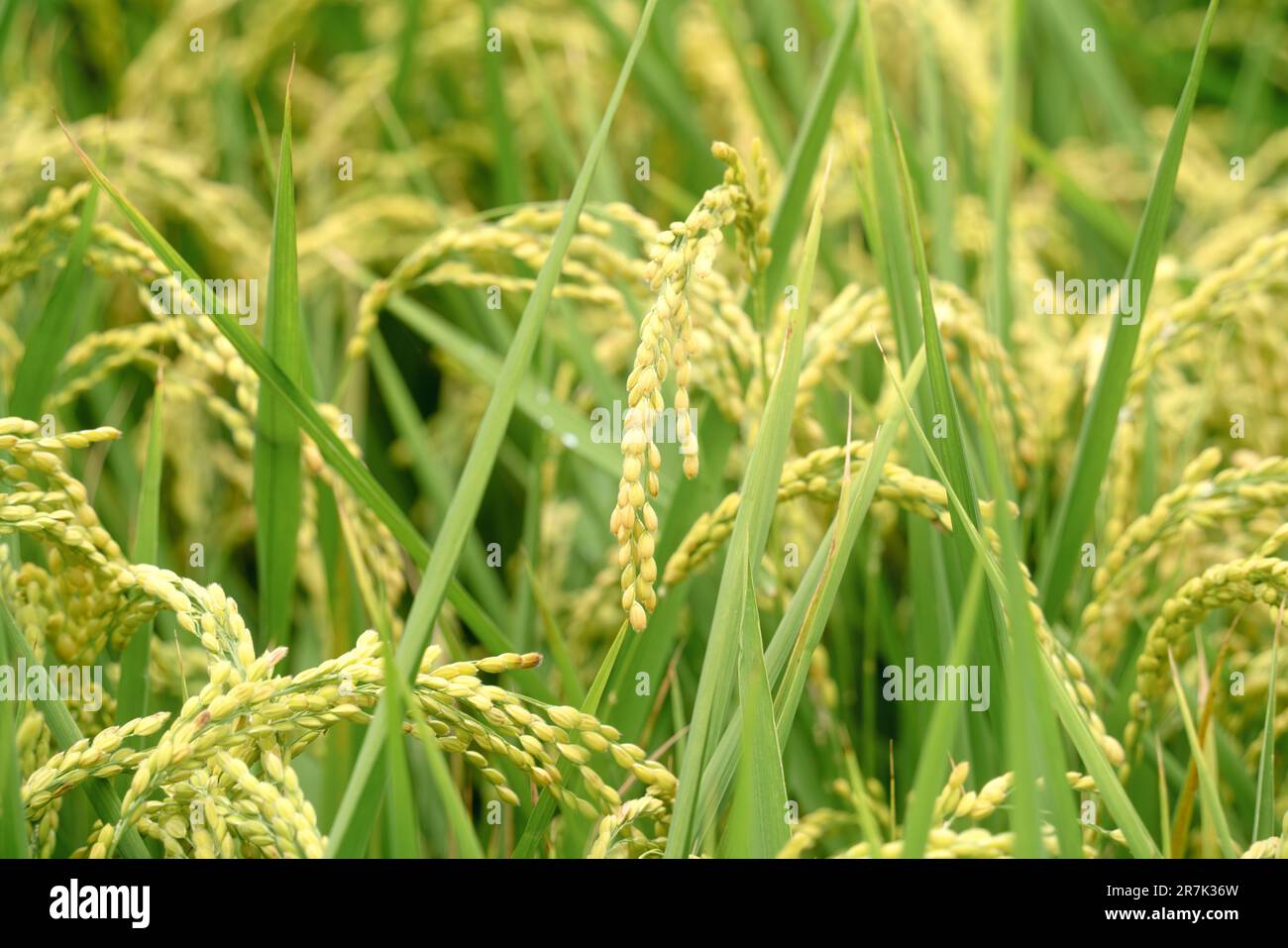Golden paddy field swaying over sunset day time in Asia. Raw short ...