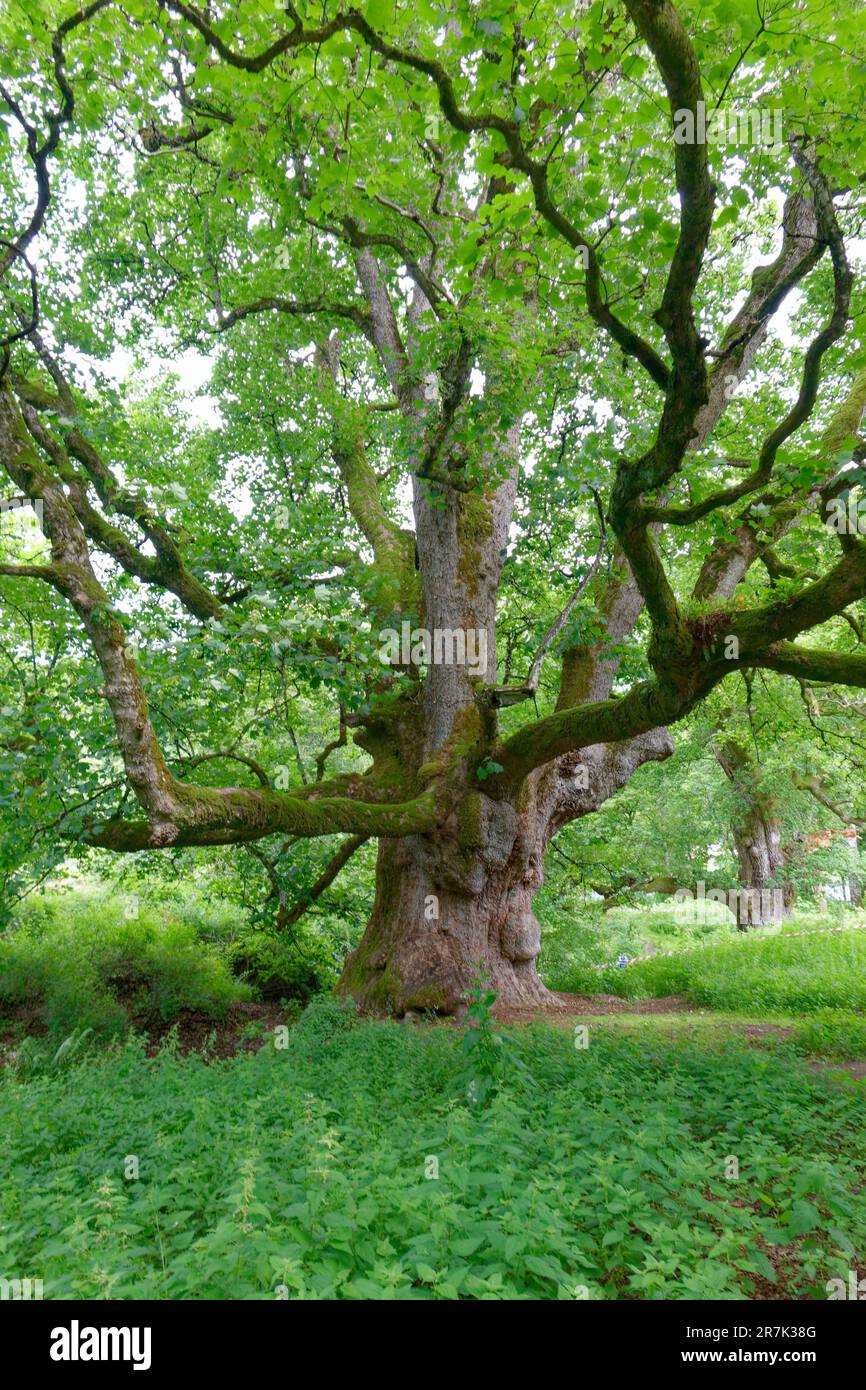 Birnam oak perth hi-res stock photography and images - Alamy