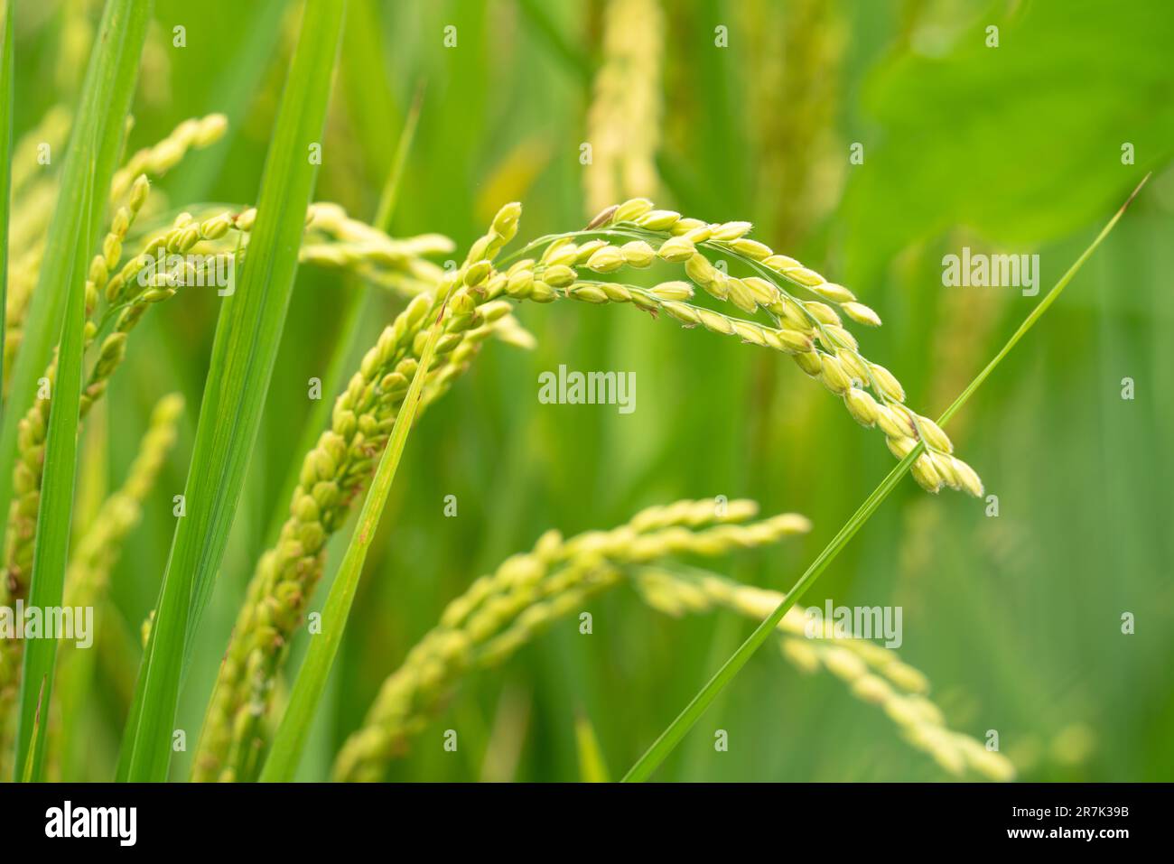 Golden paddy field swaying over sunset day time in Asia. Raw short ...