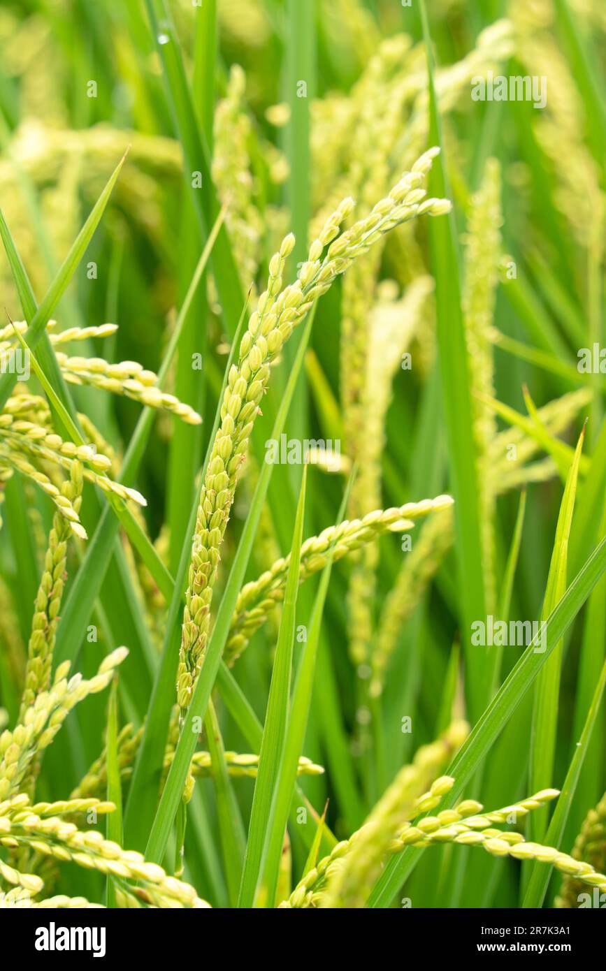 Golden paddy field swaying over sunset day time in Asia. Raw short ...