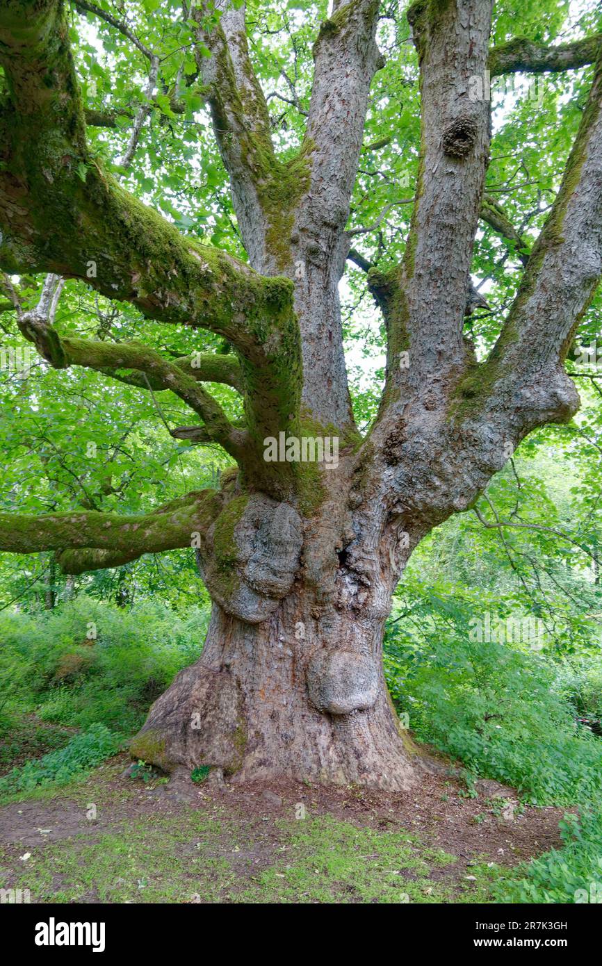 Birnam oak perth hi-res stock photography and images - Alamy