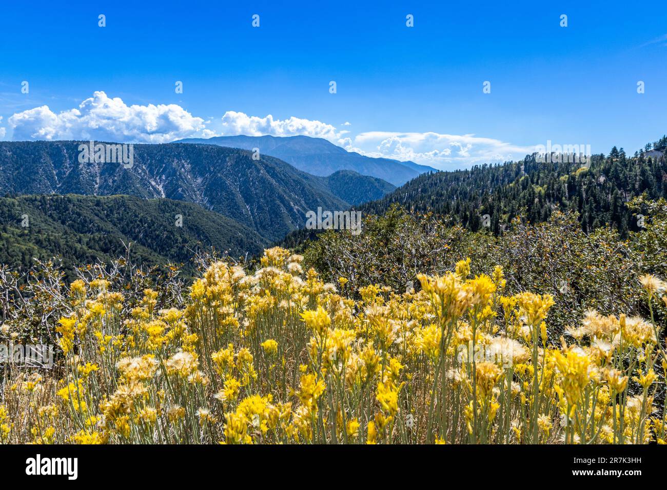 A scenic view of wildflowers in bloom on a mountainside trail Stock ...