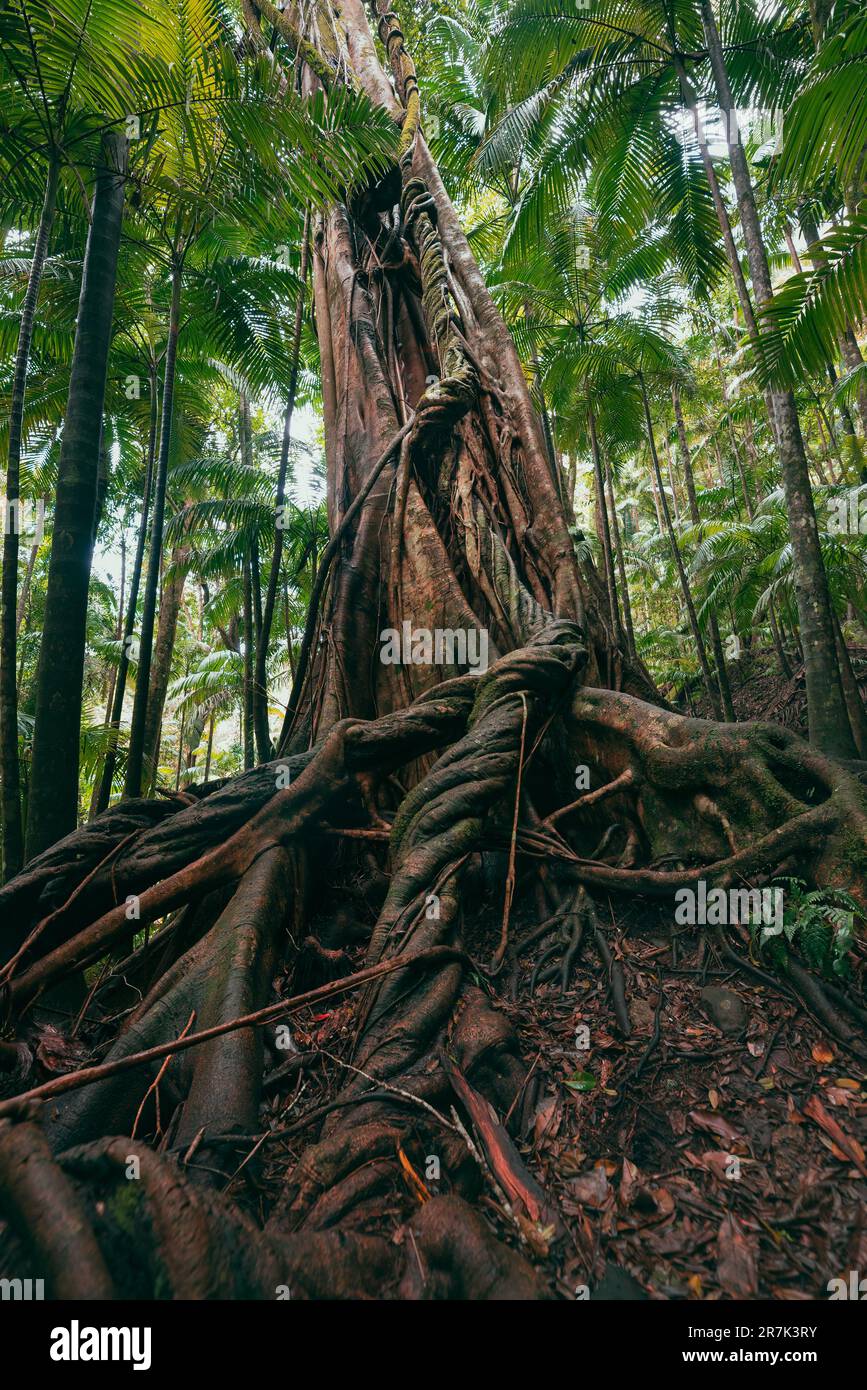 Big gnarly tree hi-res stock photography and images - Alamy