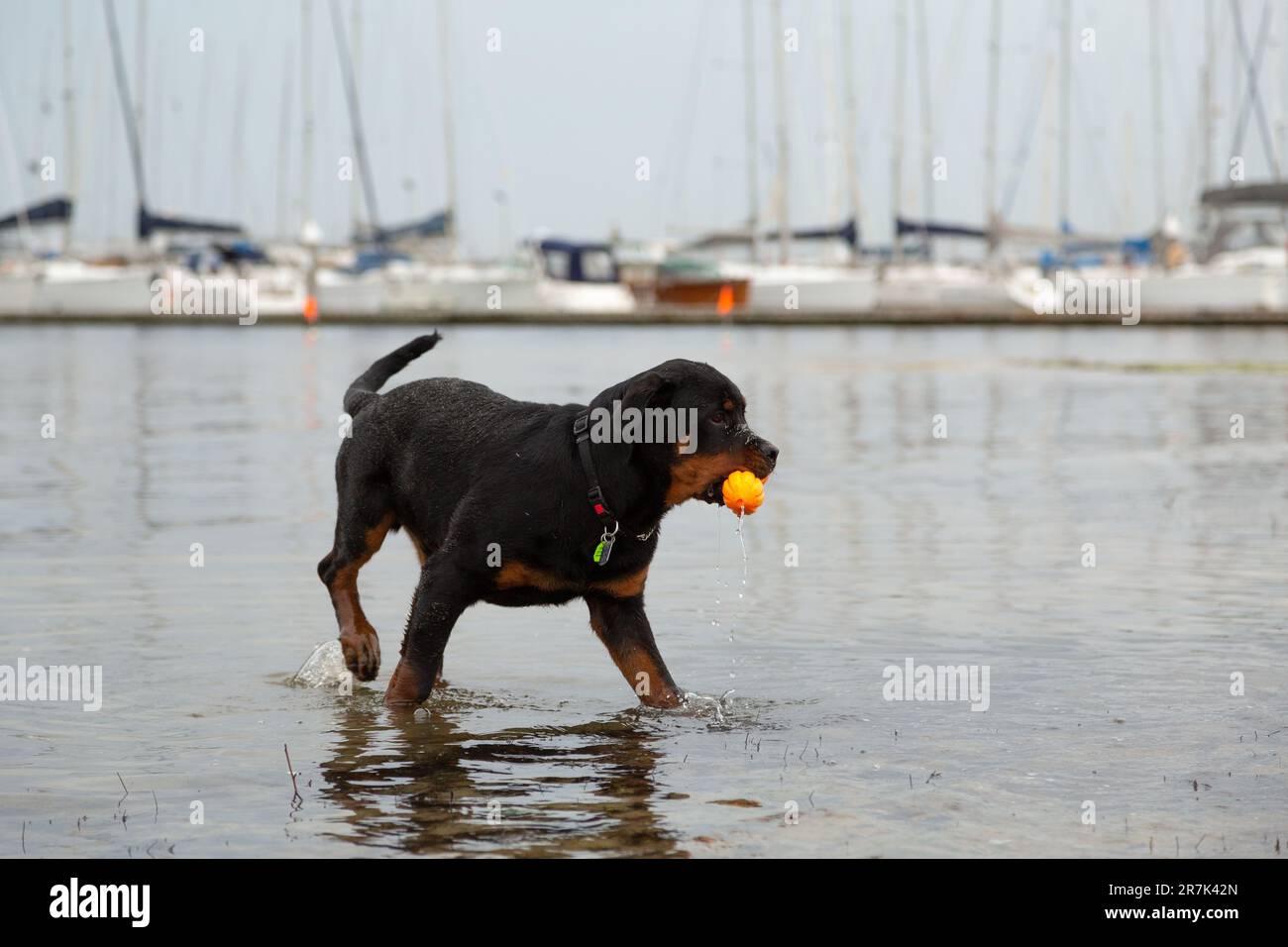 An adorable Rottweiler dog playing around with a ball in the water near ...