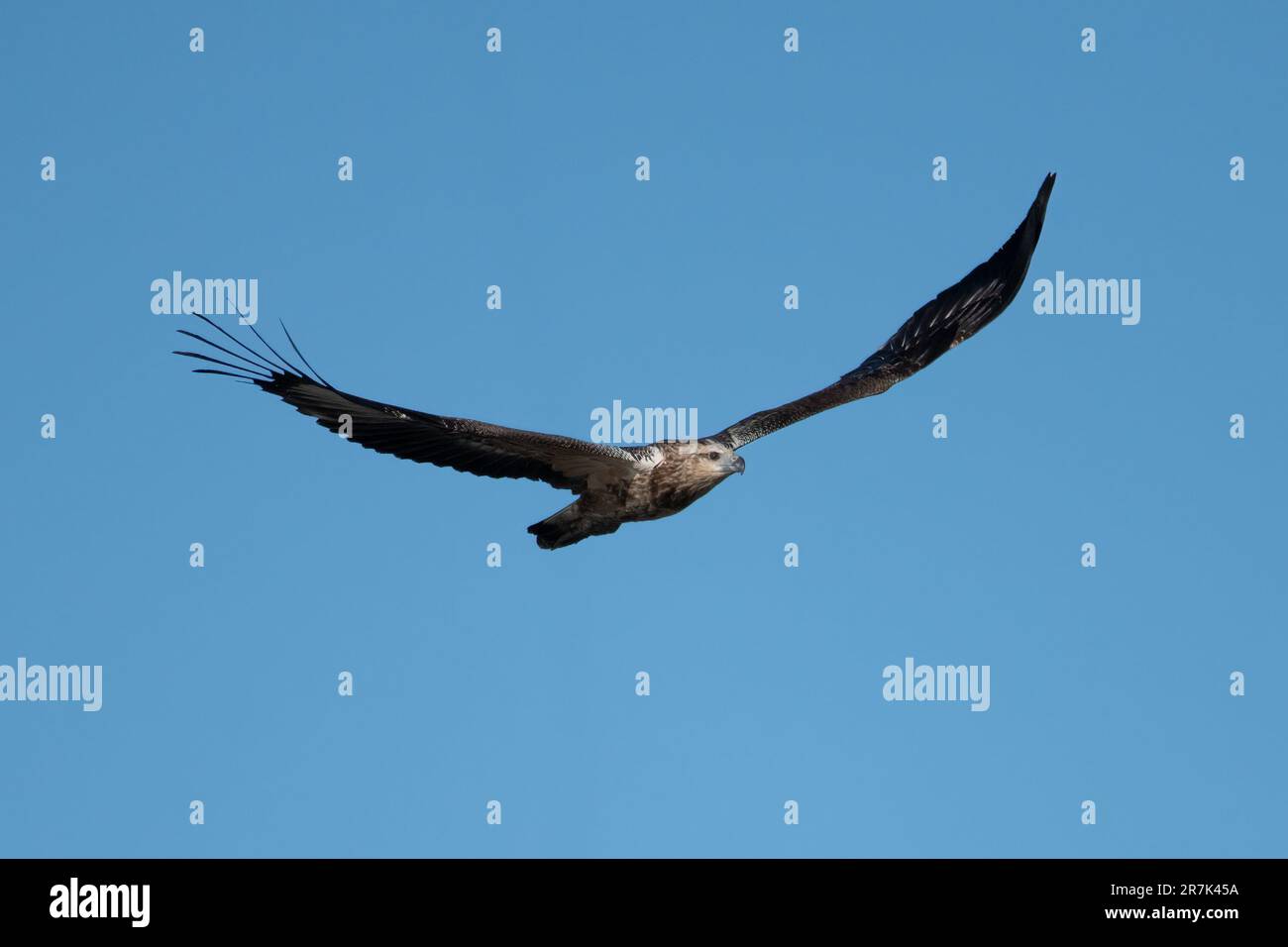 White-bellied Sea Eagle flying in the blue sky above the coastline at ...