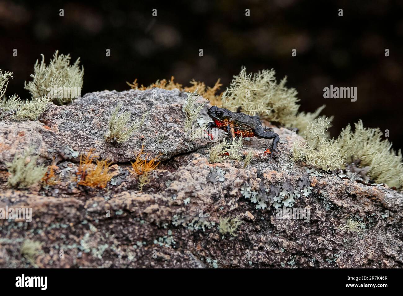 Close-up of a tiny, beautiful Maldonada redbelly toad, an endemic ...