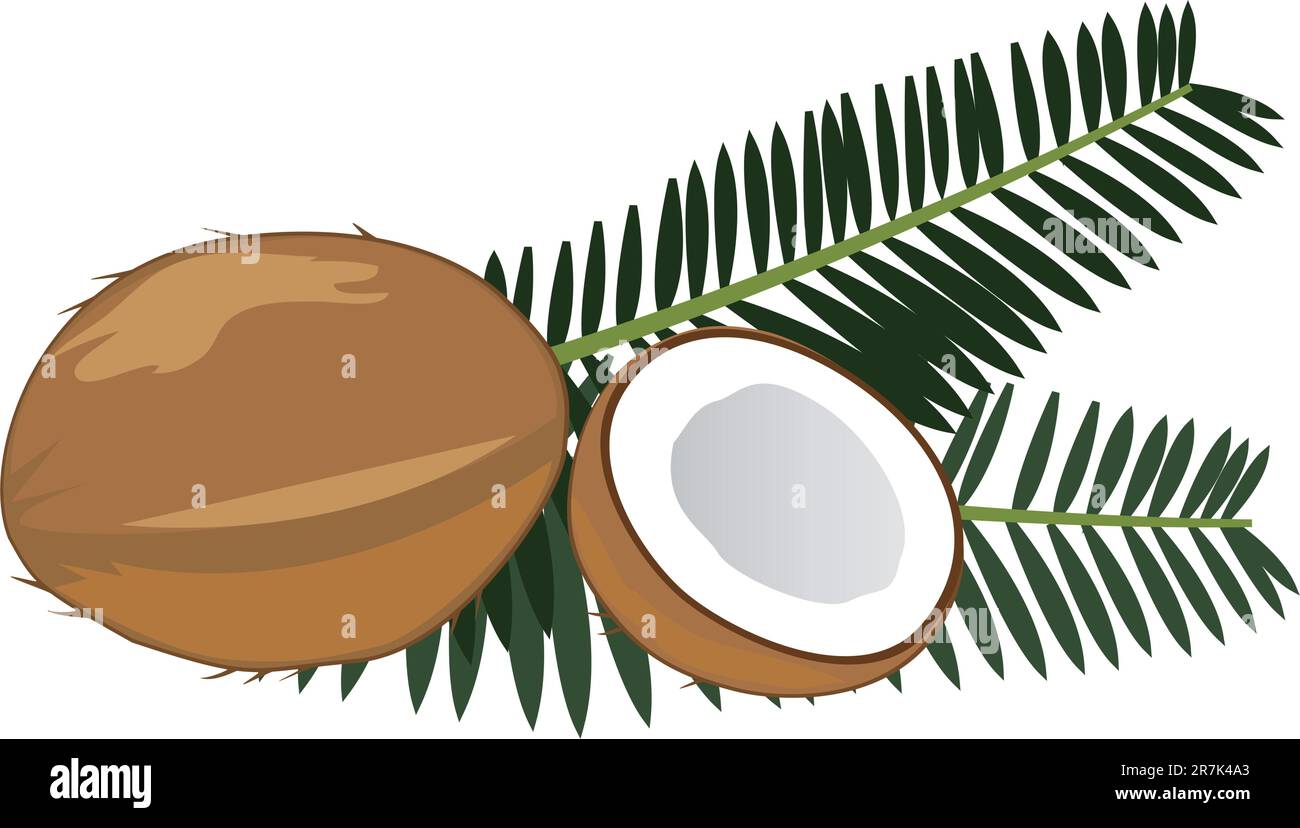 Coconuts view Stock Vector Images - Alamy