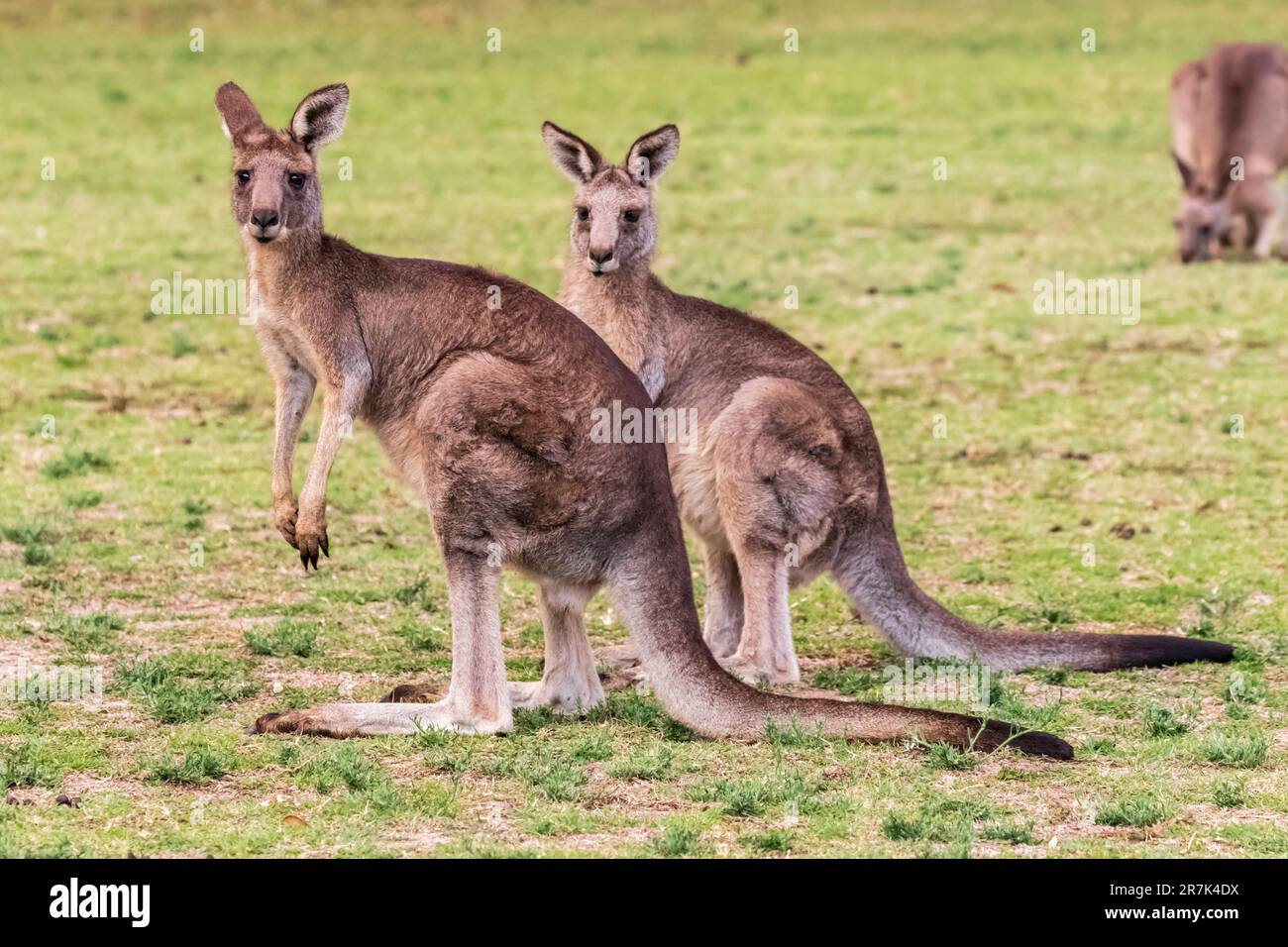 Two eastern grey kangaroos (Macropus giganteus) standing outdoors Stock ...