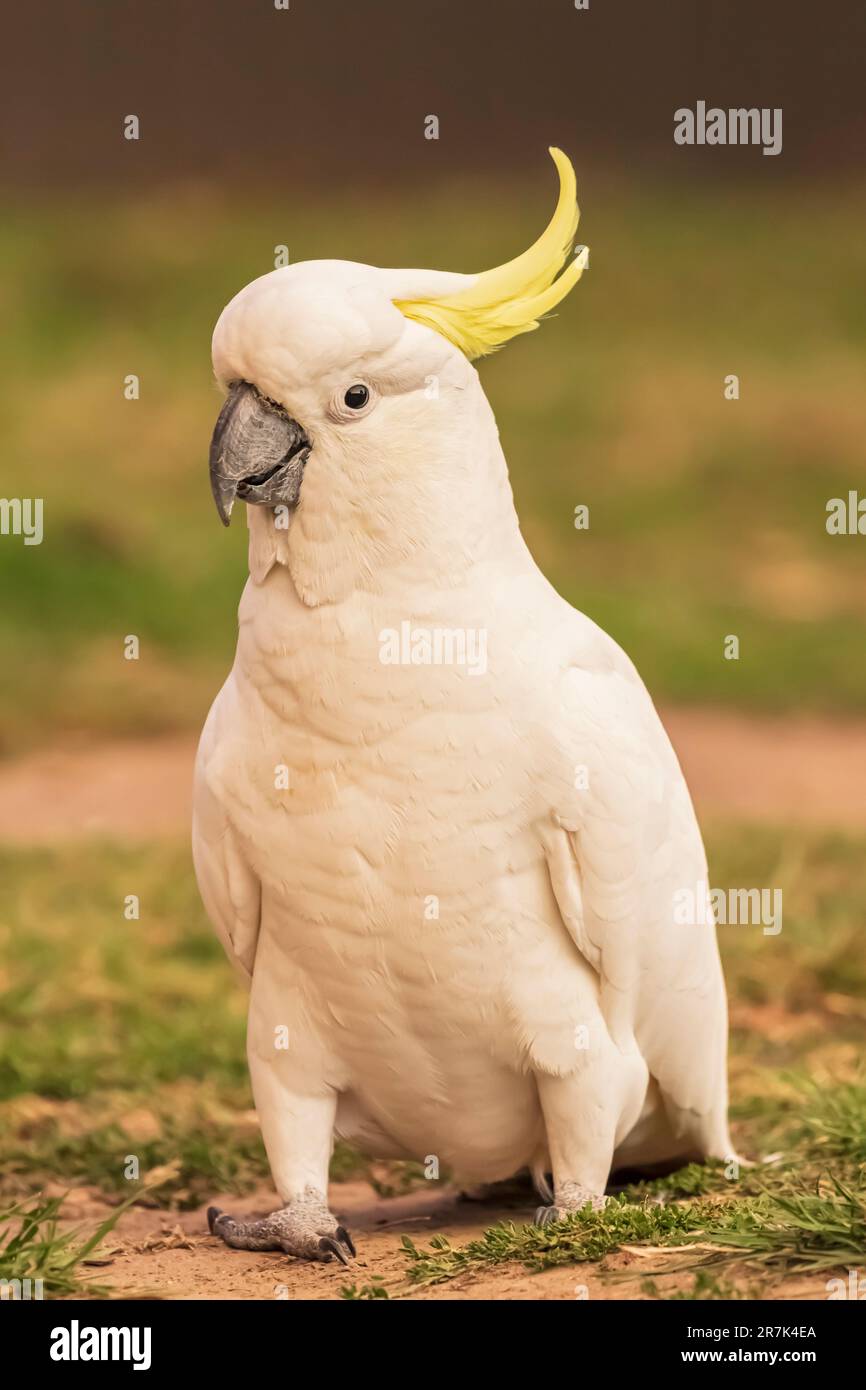 Portrait of sulphur-crested cockatoo (Cacatua galerita) standing ...