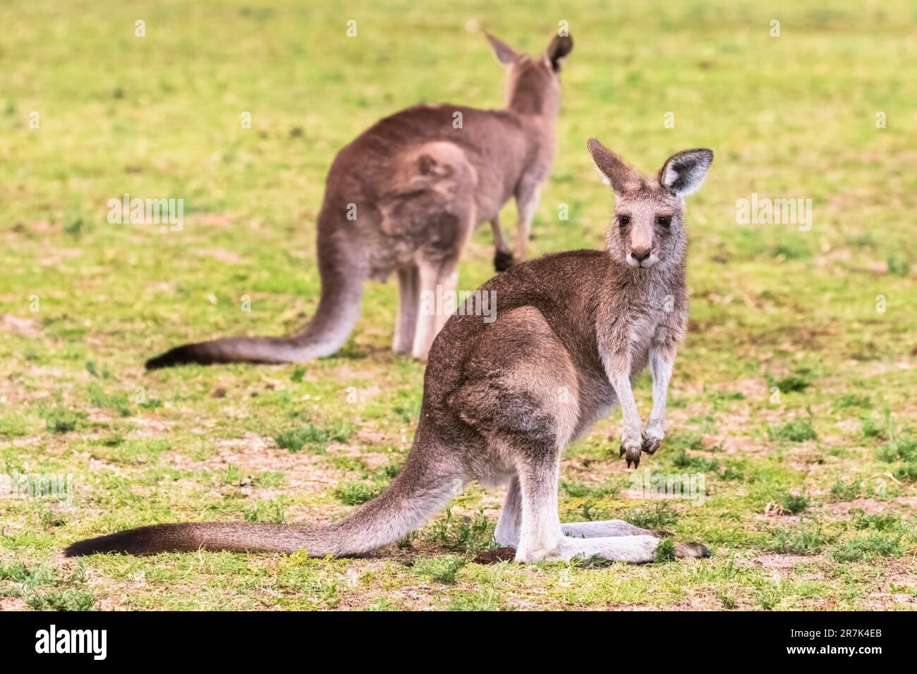 Two eastern grey kangaroos (Macropus giganteus) standing outdoors Stock ...