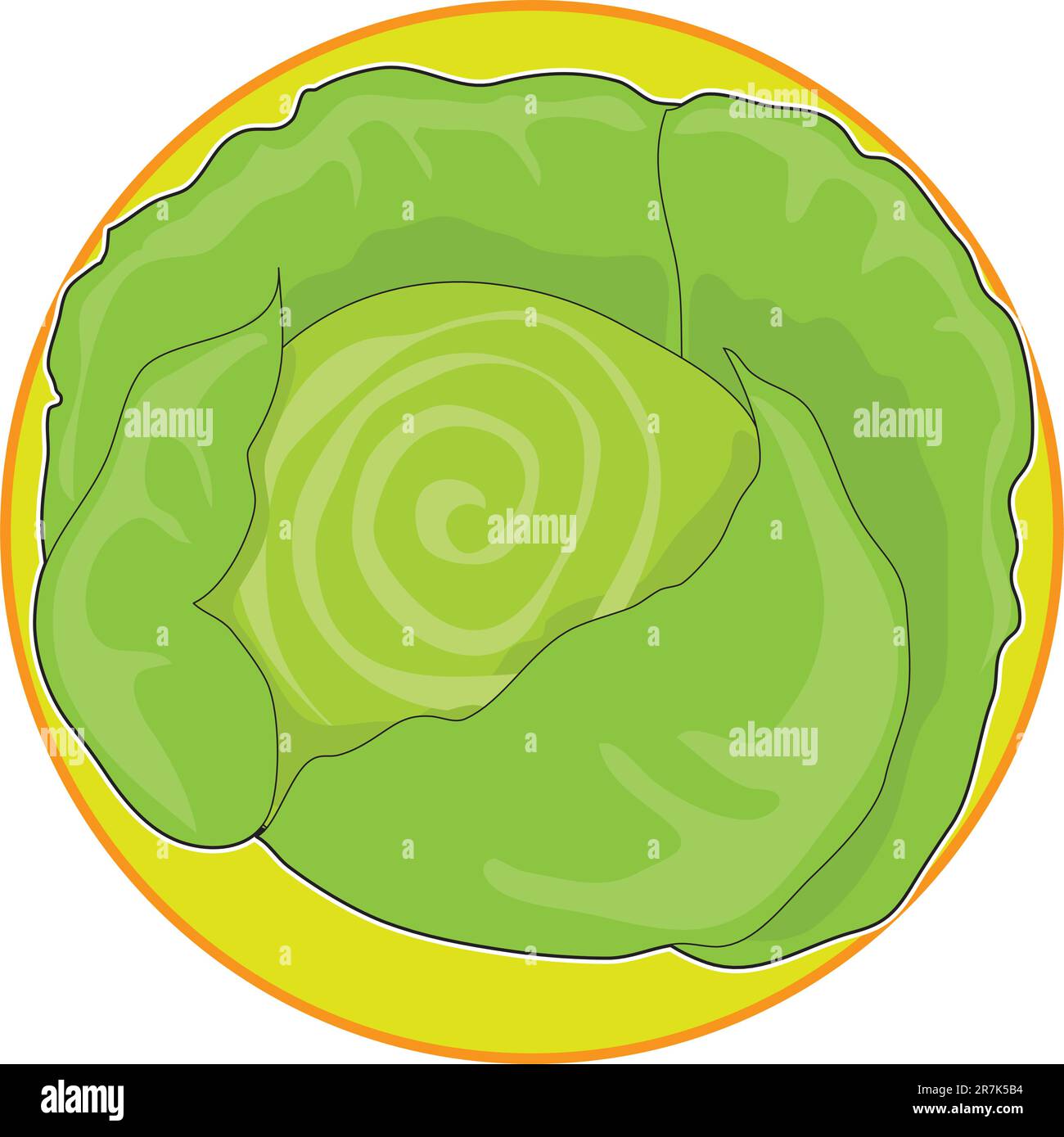 A single head of cabbage on a bright yellow circle background Stock ...