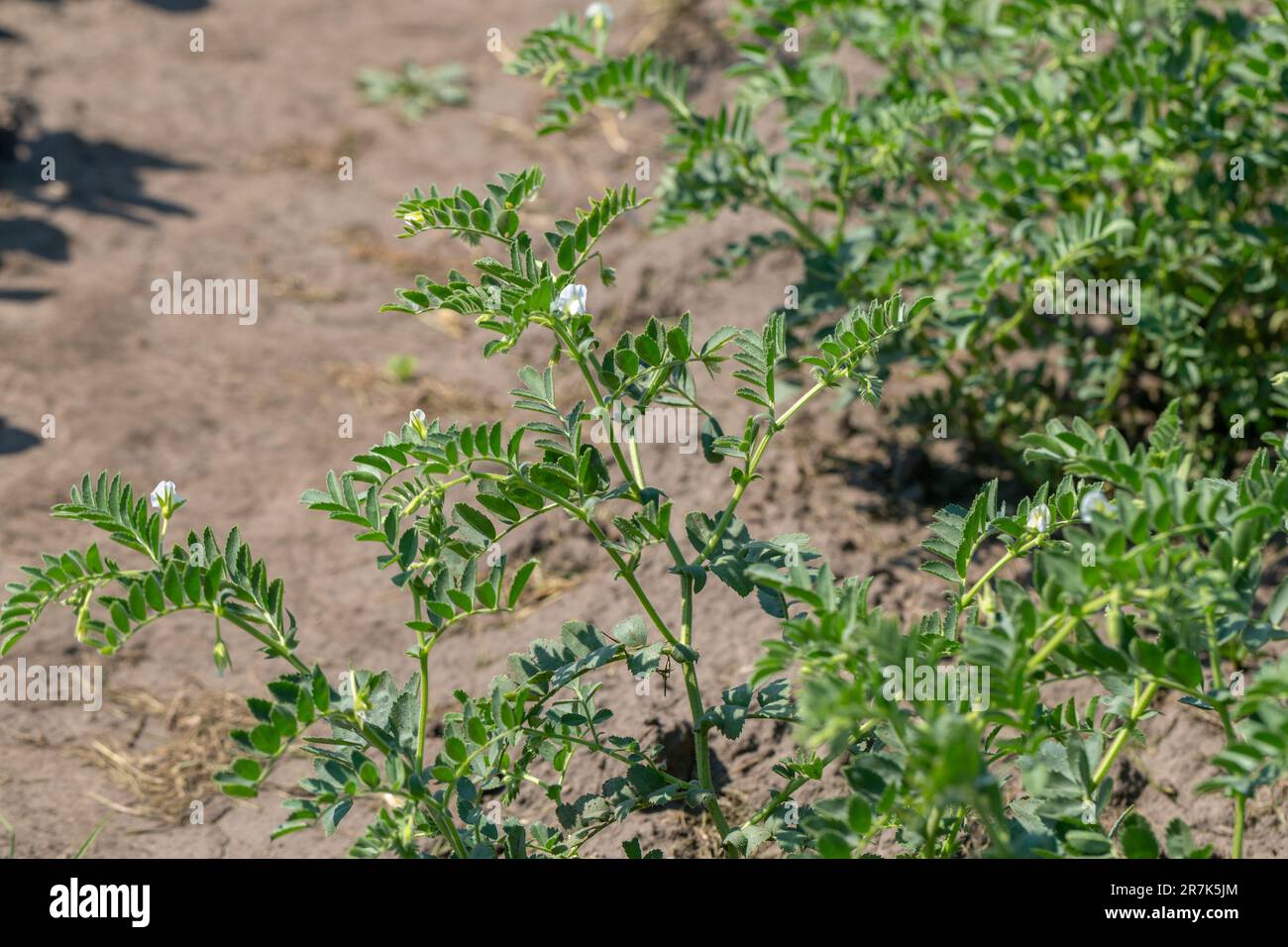 Green chickpeas in pod hi-res stock photography and images - Alamy