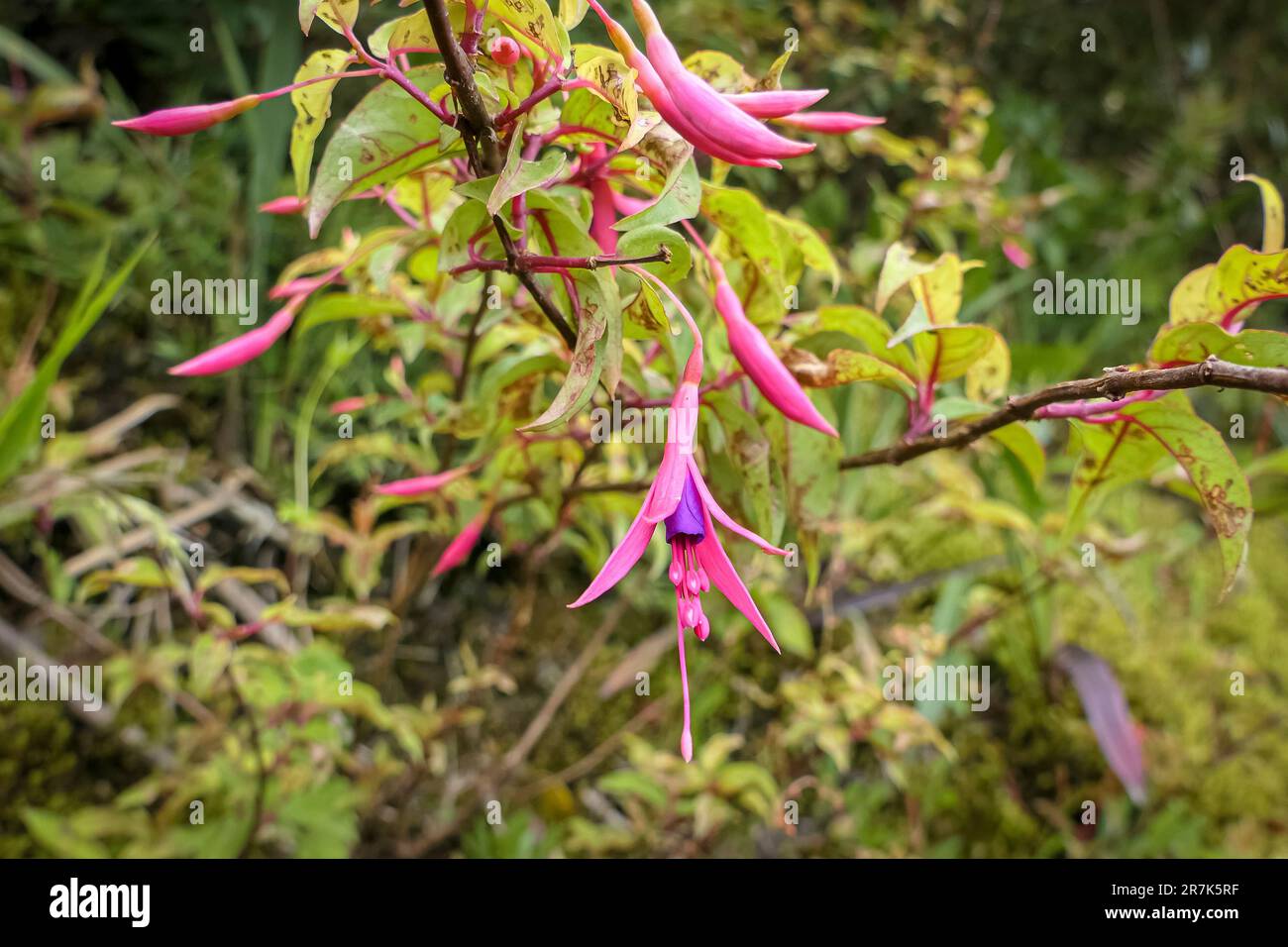 Green bush with pink blossoms in high altitude of Serra da Mantiqueira ...