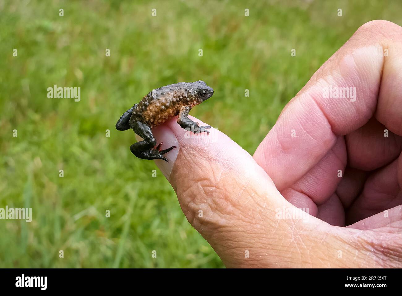 How to hold a toad hi-res stock photography and images - Alamy