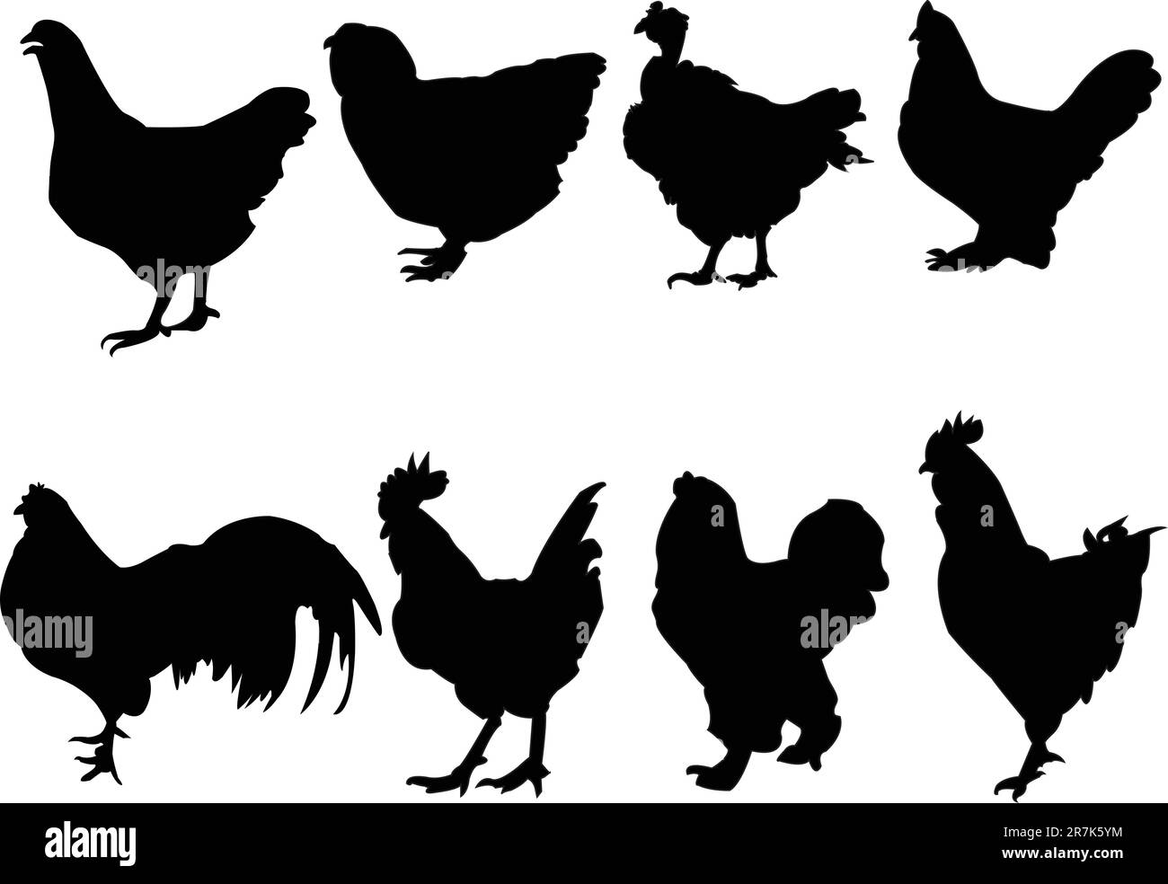 chickens collection - vector Stock Vector Image & Art - Alamy