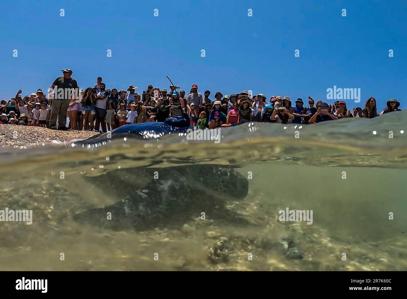 People gather to watch a sea turtle with a monitoring device released ...