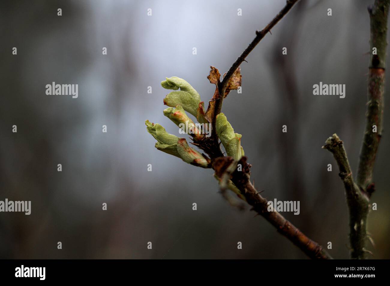 A close-up of a tree branch with newly emerging buds beginning to open ...