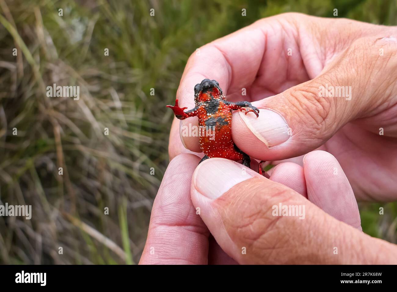 Close-up of a tiny, beautiful Maldonada redbelly toad, showing the ...